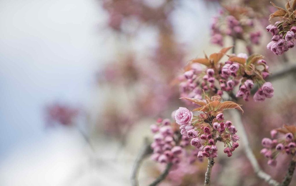 Blooming Paris: Where to See Spring Flowers in Paris - Paris Perfect